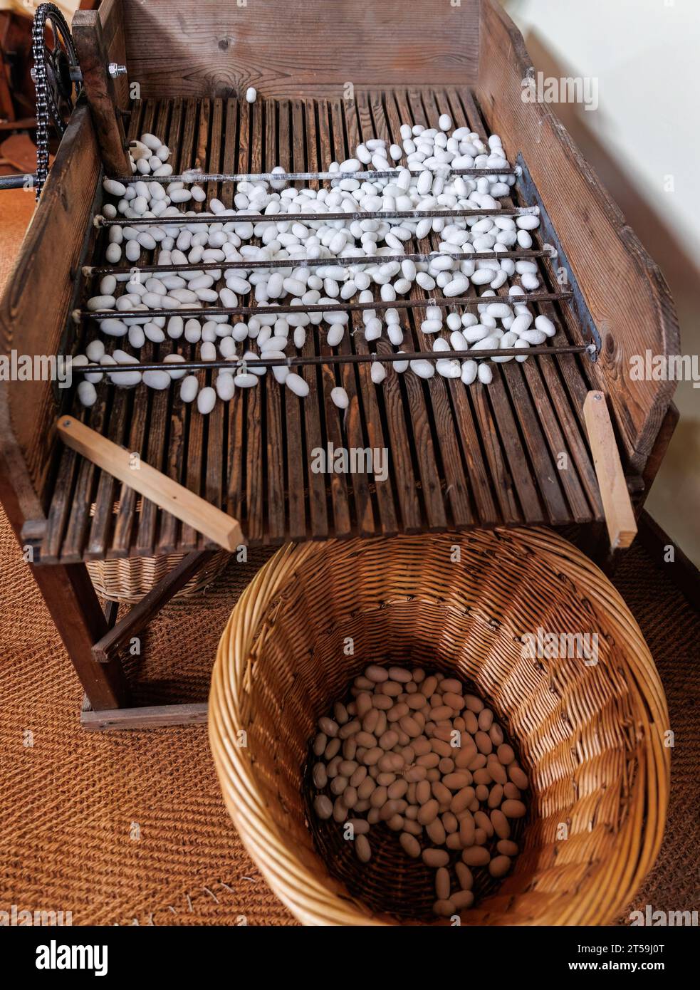 Sericulture step by step silk production process in Soufli Evros Greece, white silk cocoon on ...