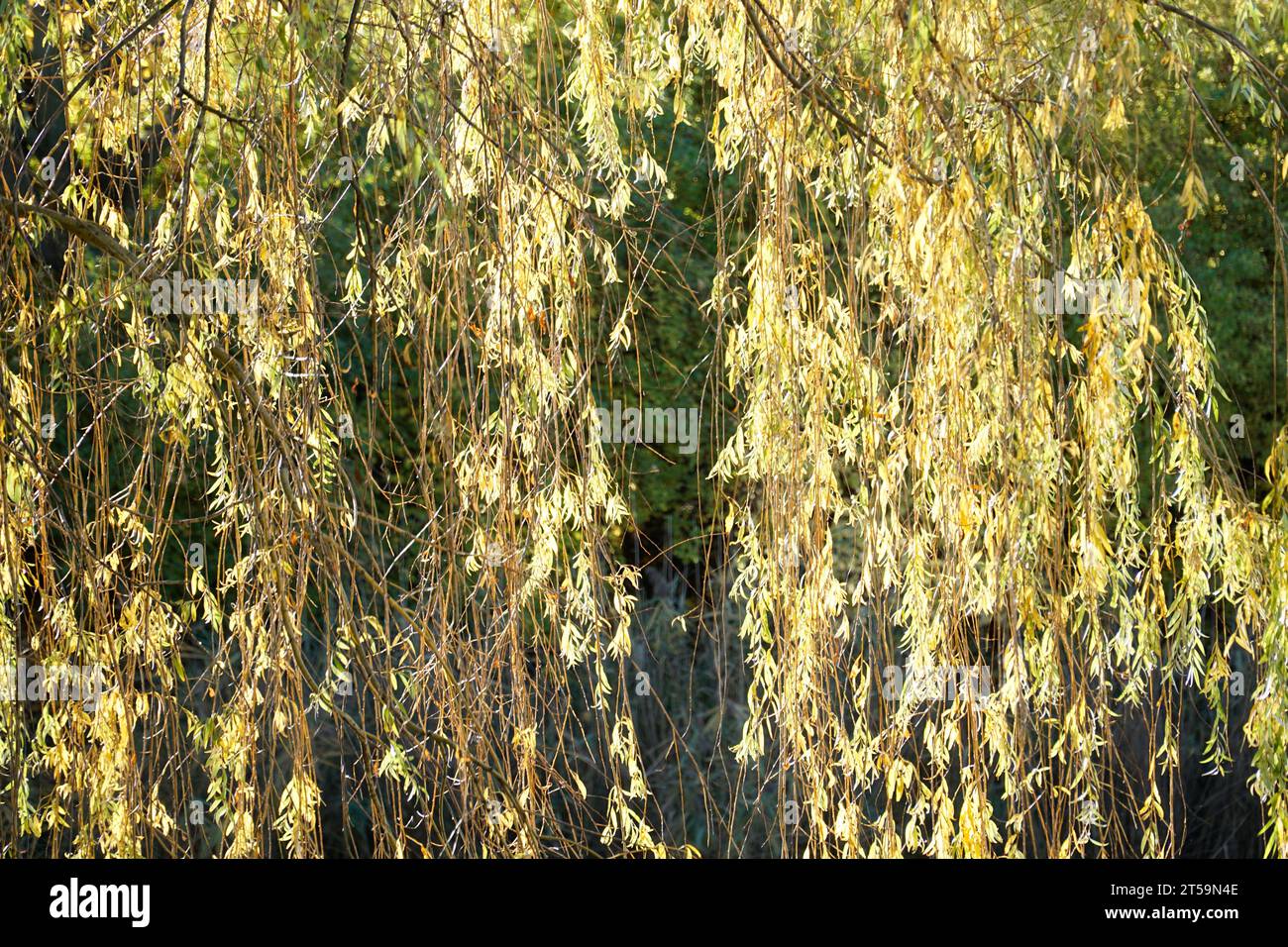 Close-up on willow tree leaves Stock Photo - Alamy