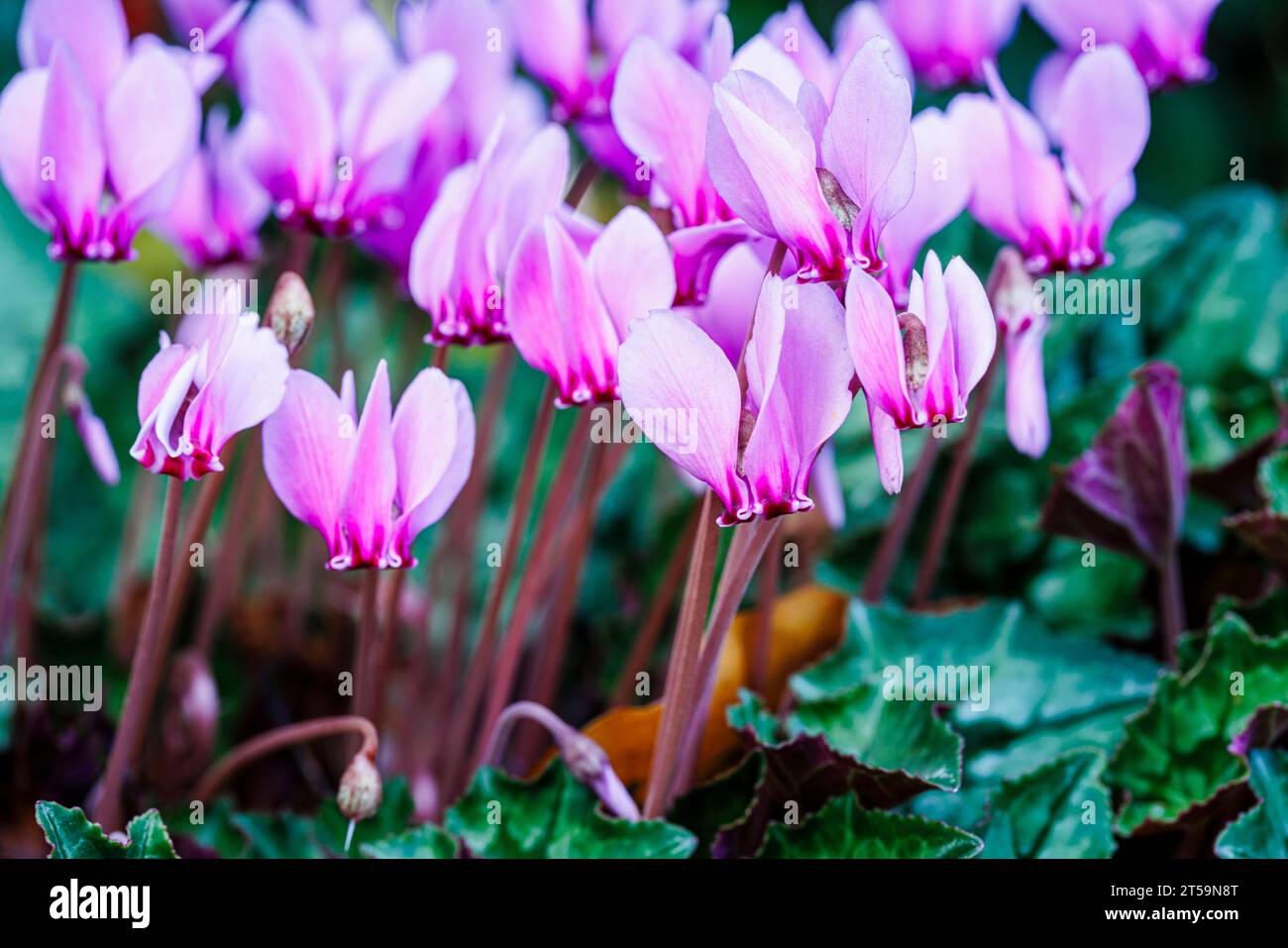 Hardy cyclamen corms hi-res stock photography and images - Alamy
