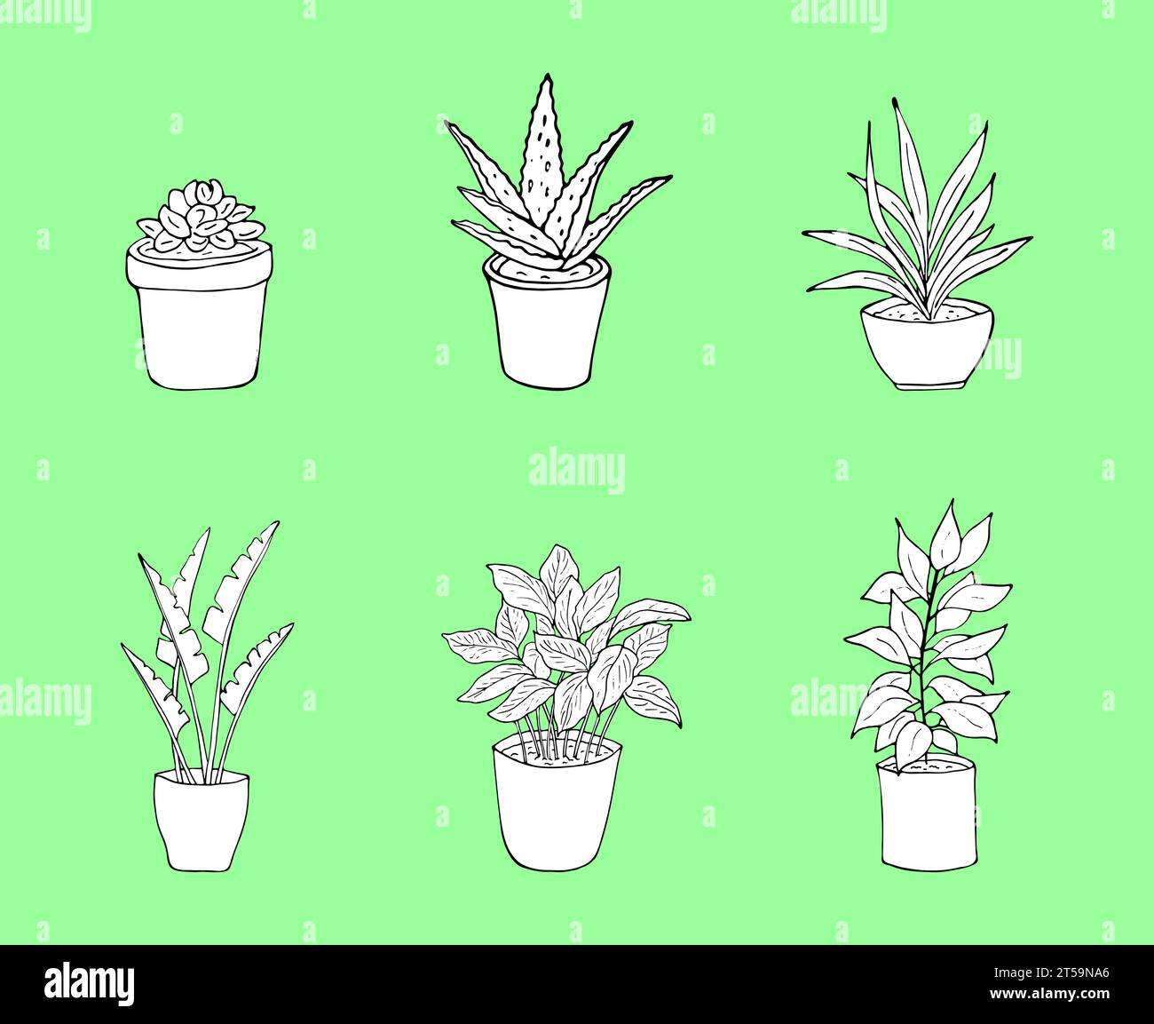 6 black and white illustrations of house plants in the pot. Hand drawn ...