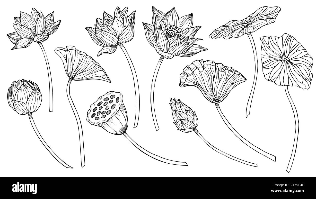 Lotus vector set. Linear drawing with flowers and leaves in black and ...