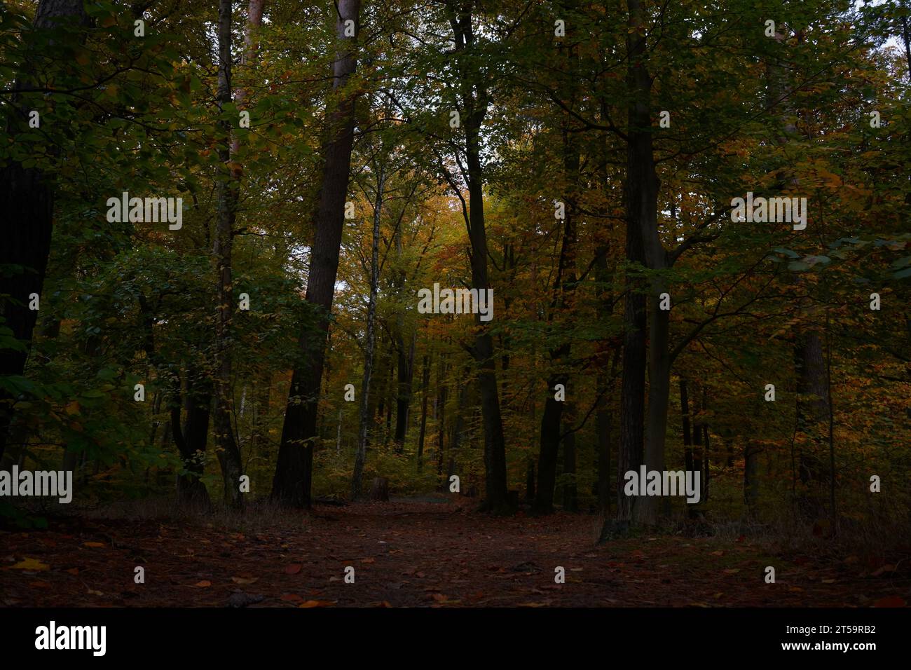 Colors of Autumn - colors of the fall, in Germany Pt.3 Stock Photo - Alamy