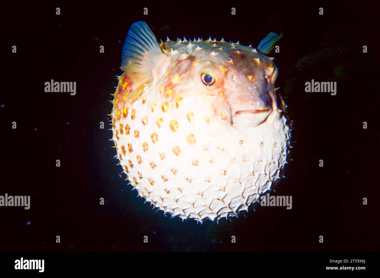spotted porcupinefish (Spot-fin porcupinefish) (Diodon hystrix ...