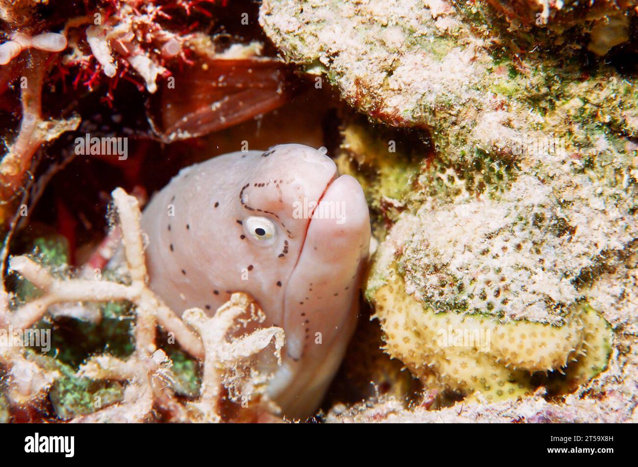 Geometric Moray Eel "Gymnothorax griseus" Underwater, Red Sea, Egypt ...