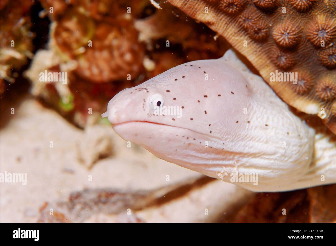 Geometric Moray Eel "Gymnothorax griseus" Underwater, Red Sea, Egypt ...