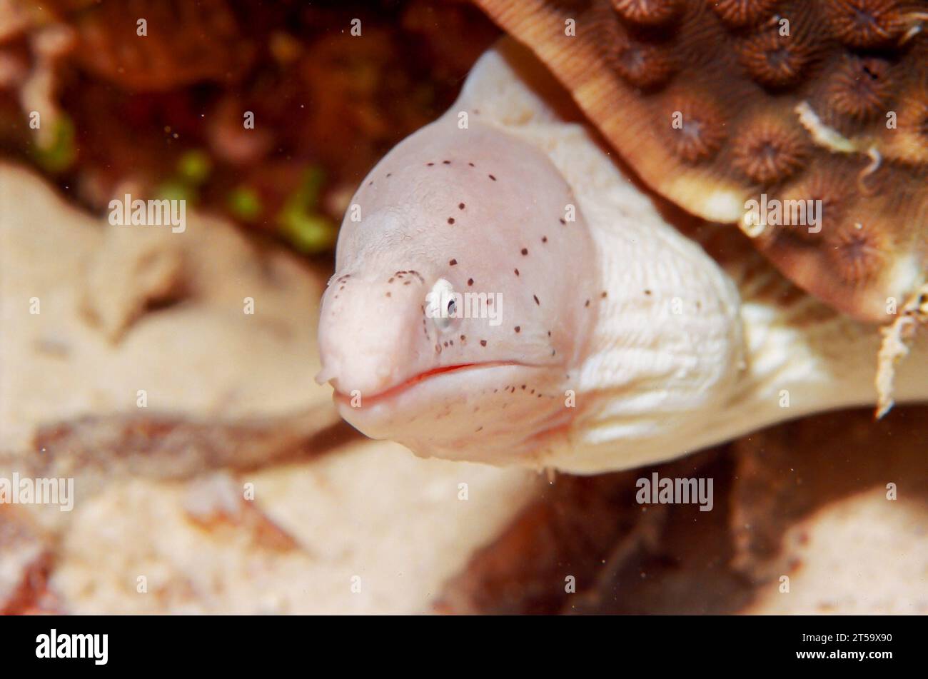 Geometric Moray Eel "Gymnothorax griseus" Underwater, Red Sea, Egypt ...