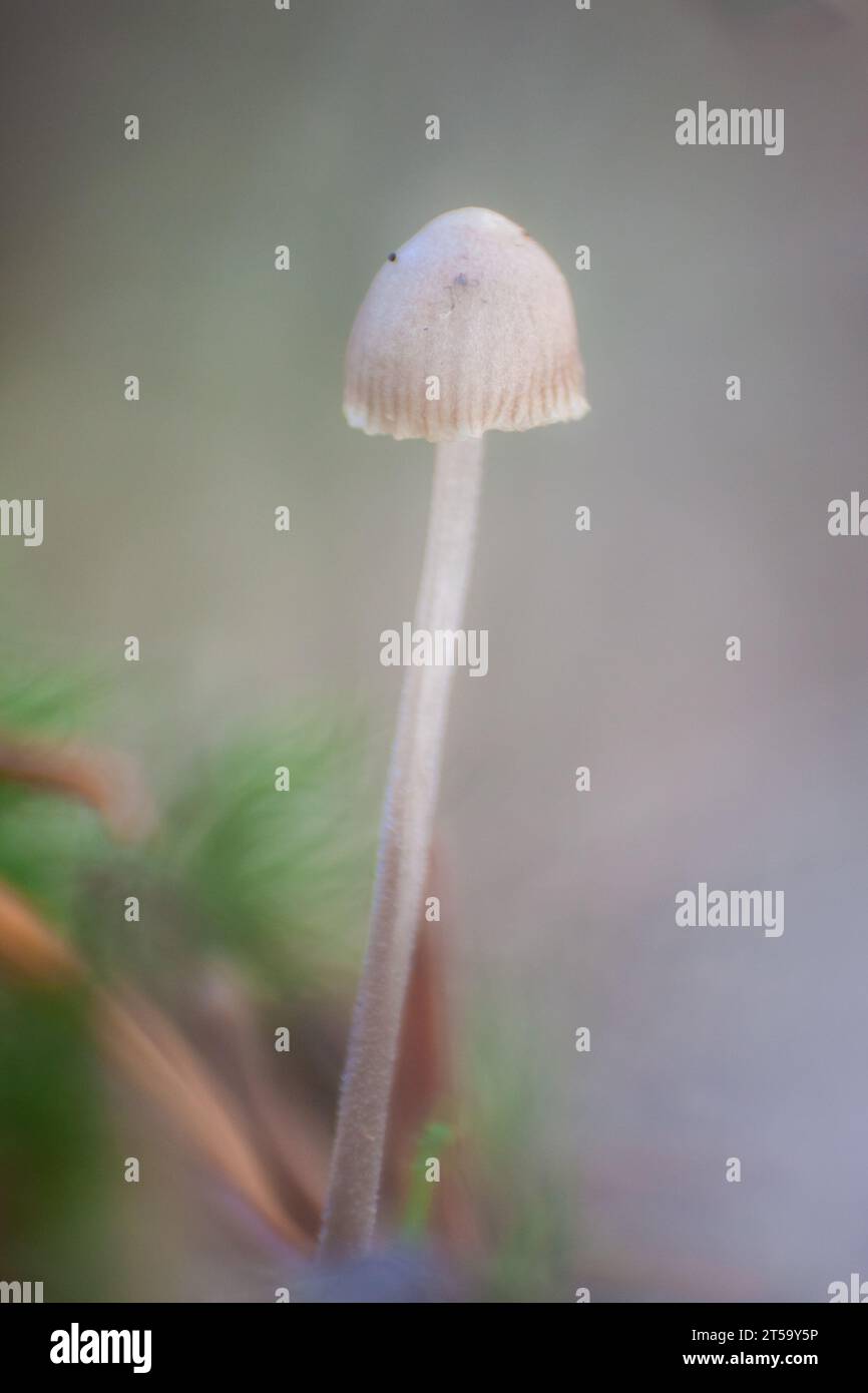 Stylobates hi-res stock photography and images - Alamy