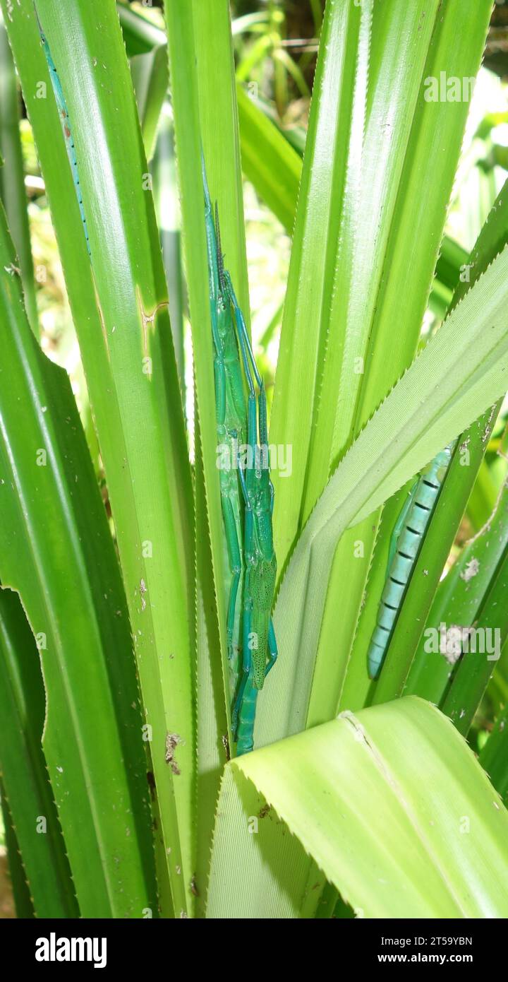 Stick insects hi-res stock photography and images - Alamy