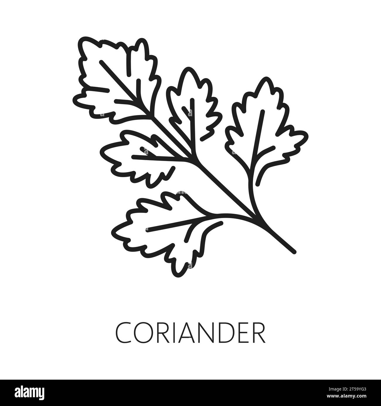 Corriander leaf Black and White Stock Photos & Images - Alamy