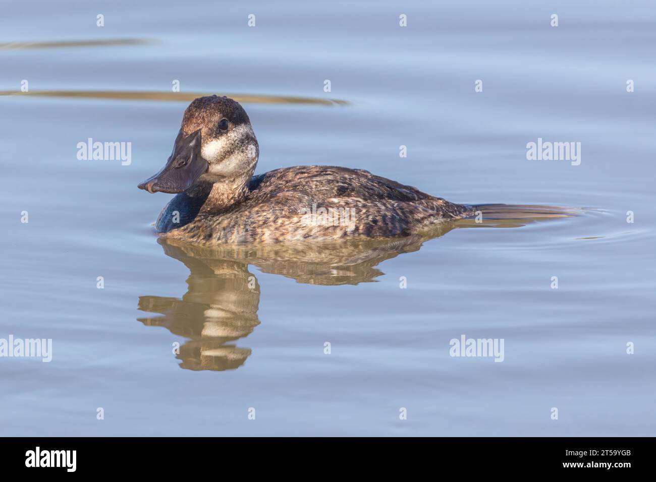 Ruddy Duck Female or Juvenile Male. Palo Alto Baylands, Santa Clara ...