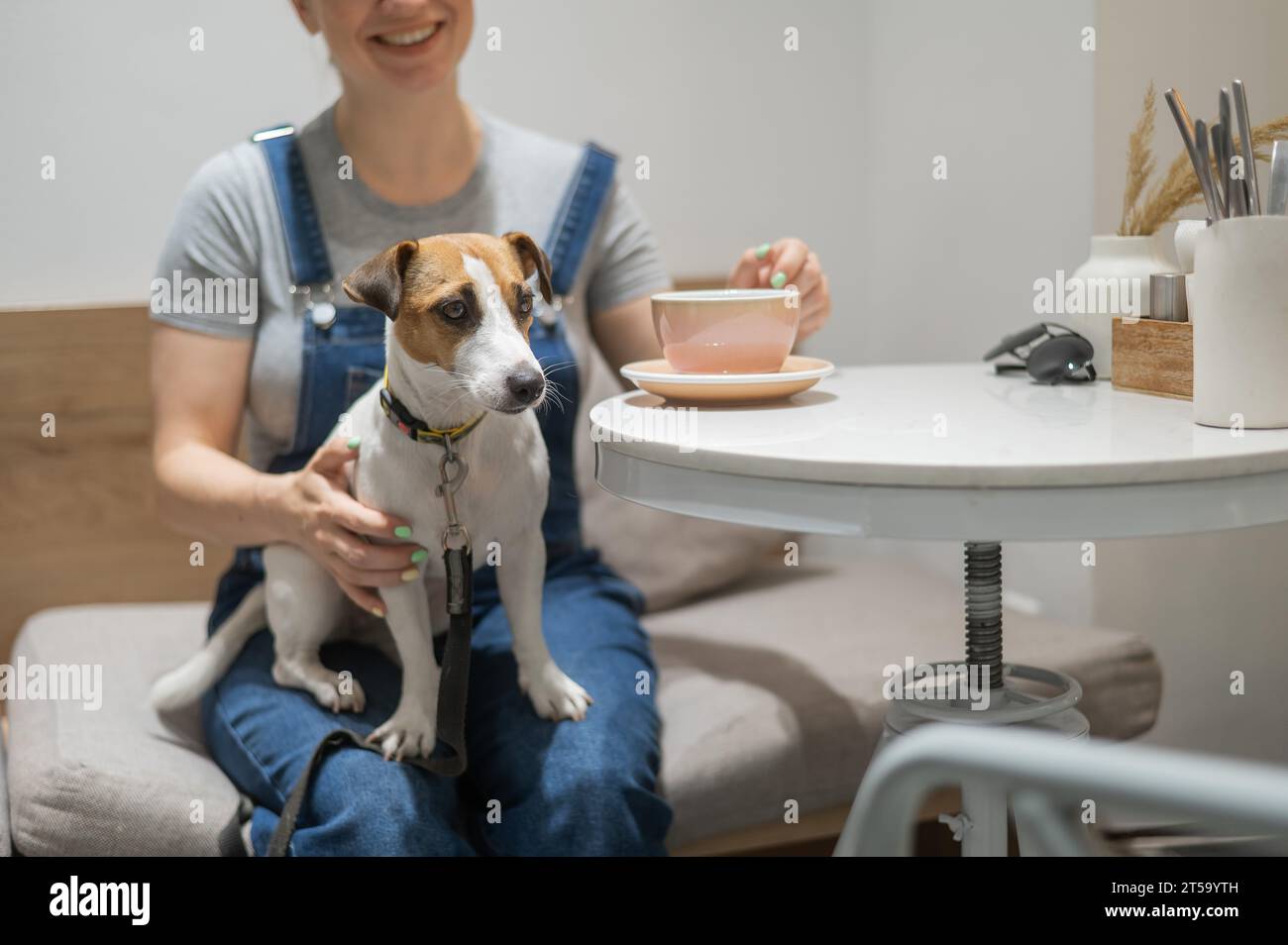 Jack Russell sits on the lap of the hostess in a cafe. Woman drinking ...