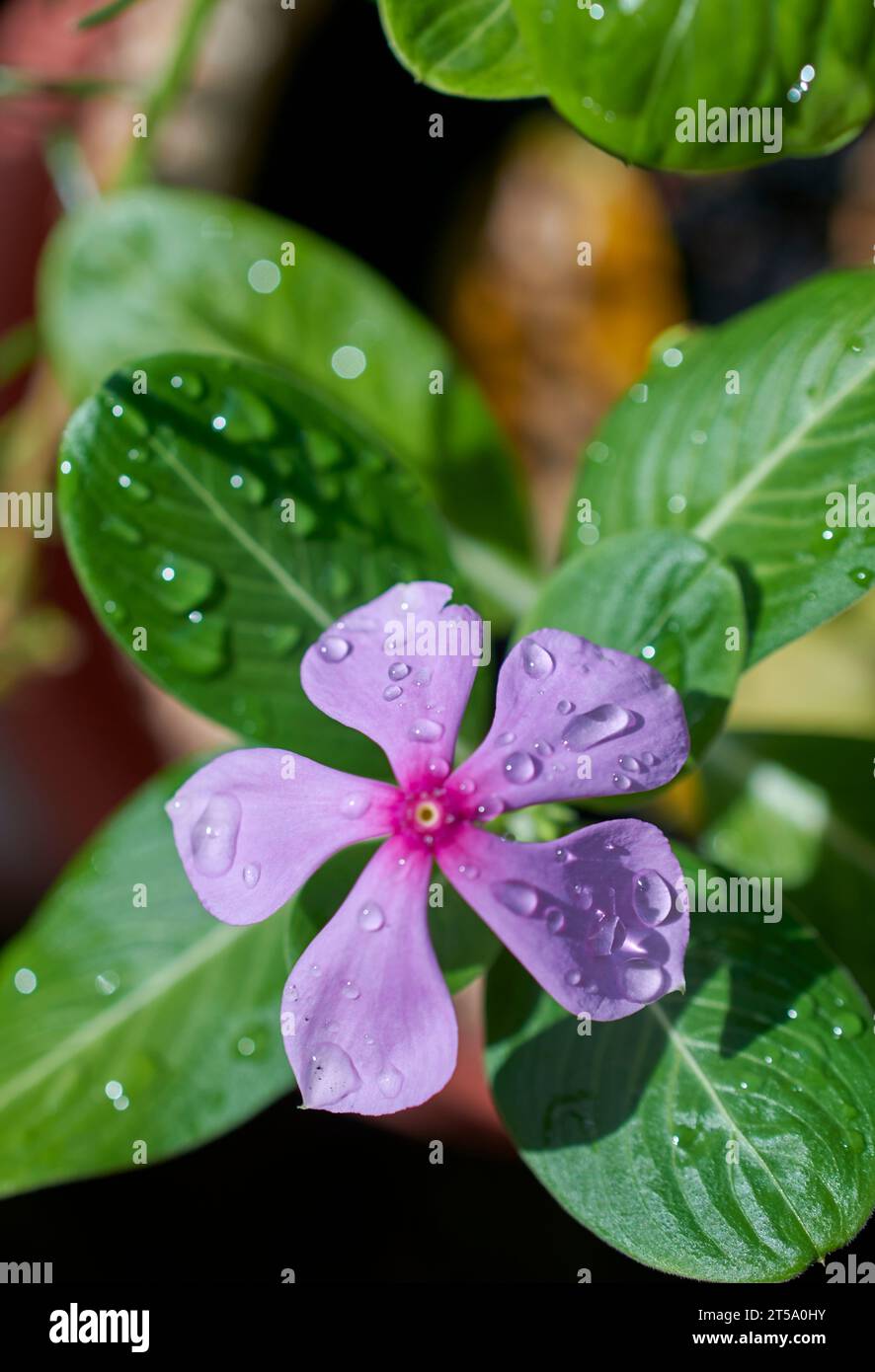 Old maid flowers hi-res stock photography and images - Alamy