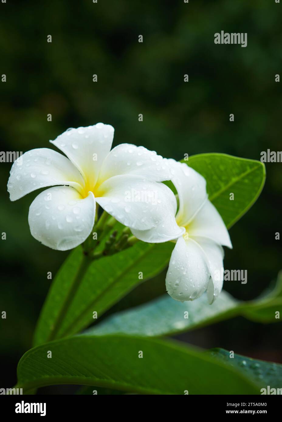 white and yellow plumeria frangipani flowers moist with morning dew ...