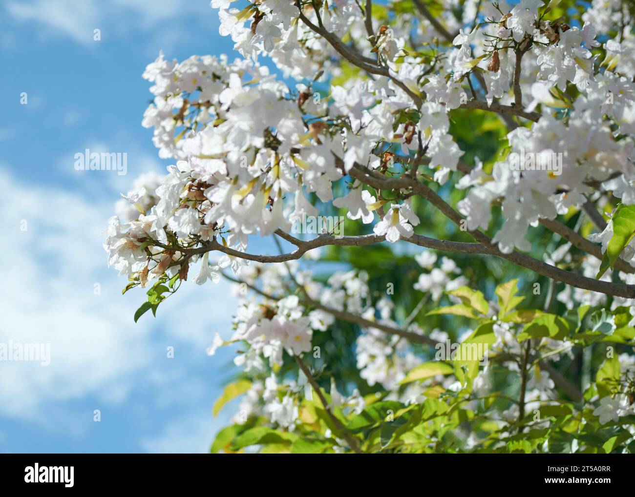 White tabebuia hi-res stock photography and images - Alamy