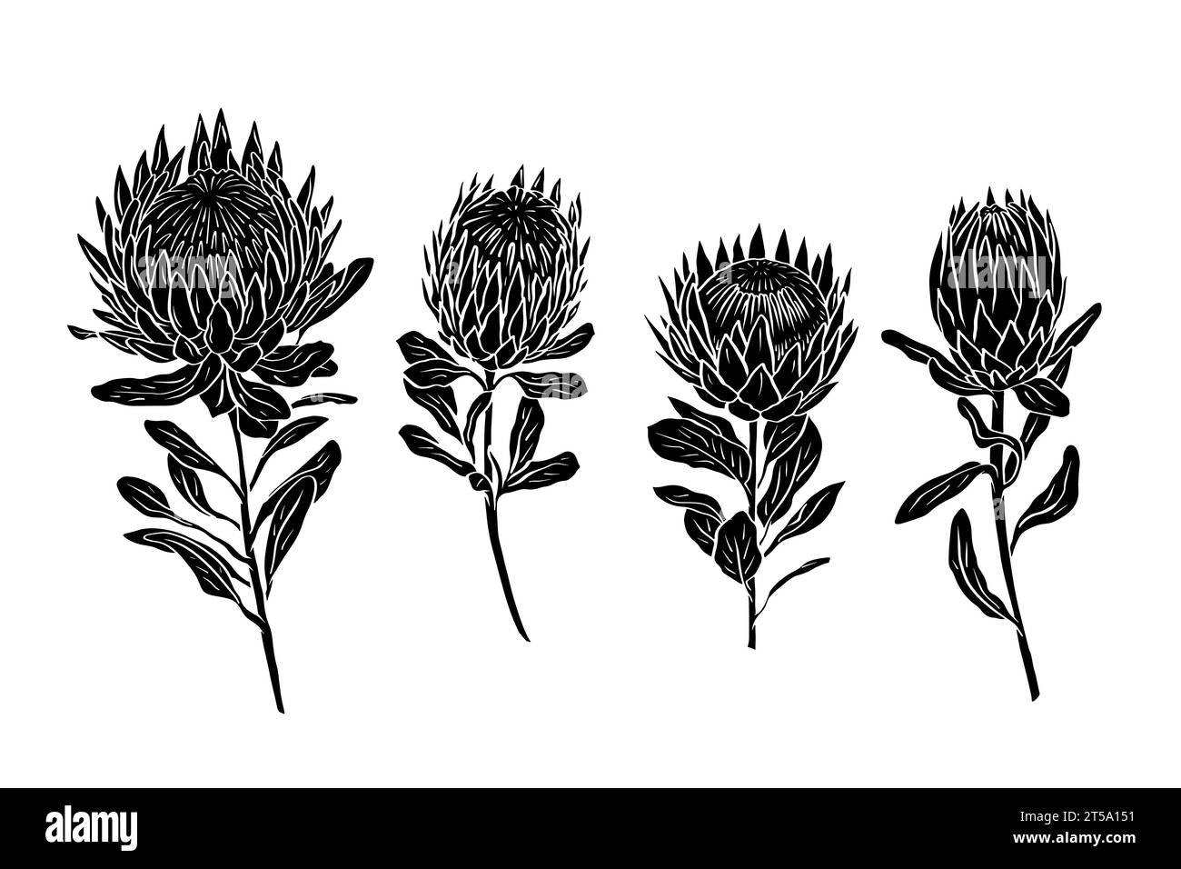 Set of protea flowers black silhouettes isolated on white Stock Vector ...