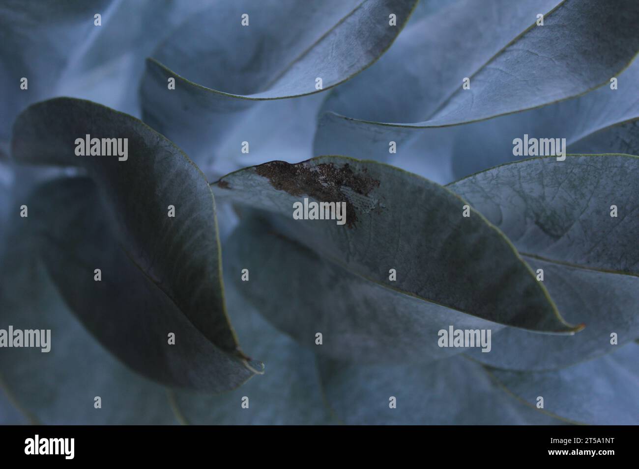 Gumtree australia hi-res stock photography and images - Alamy