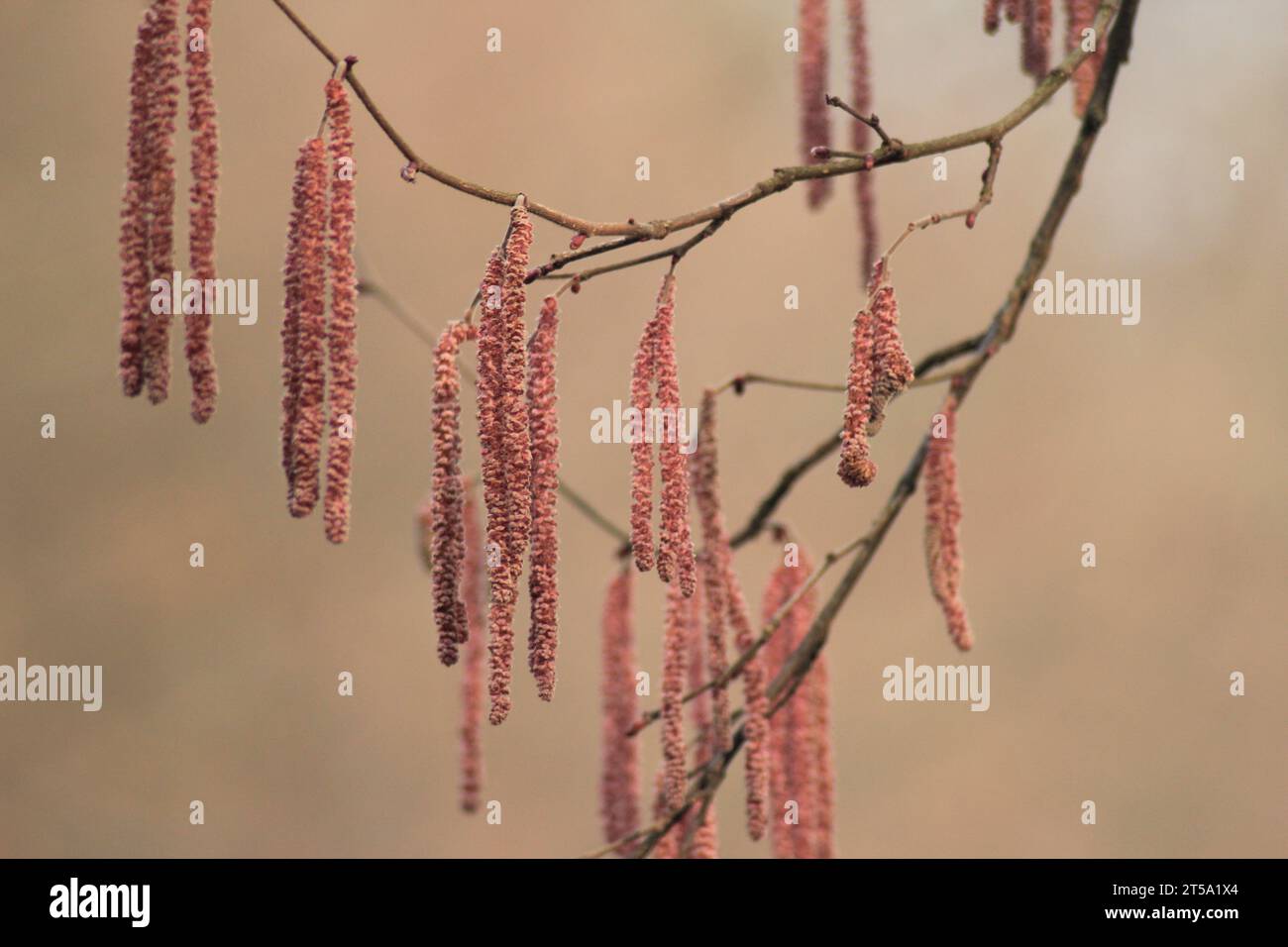 Tree branch with red catkins Stock Photo - Alamy