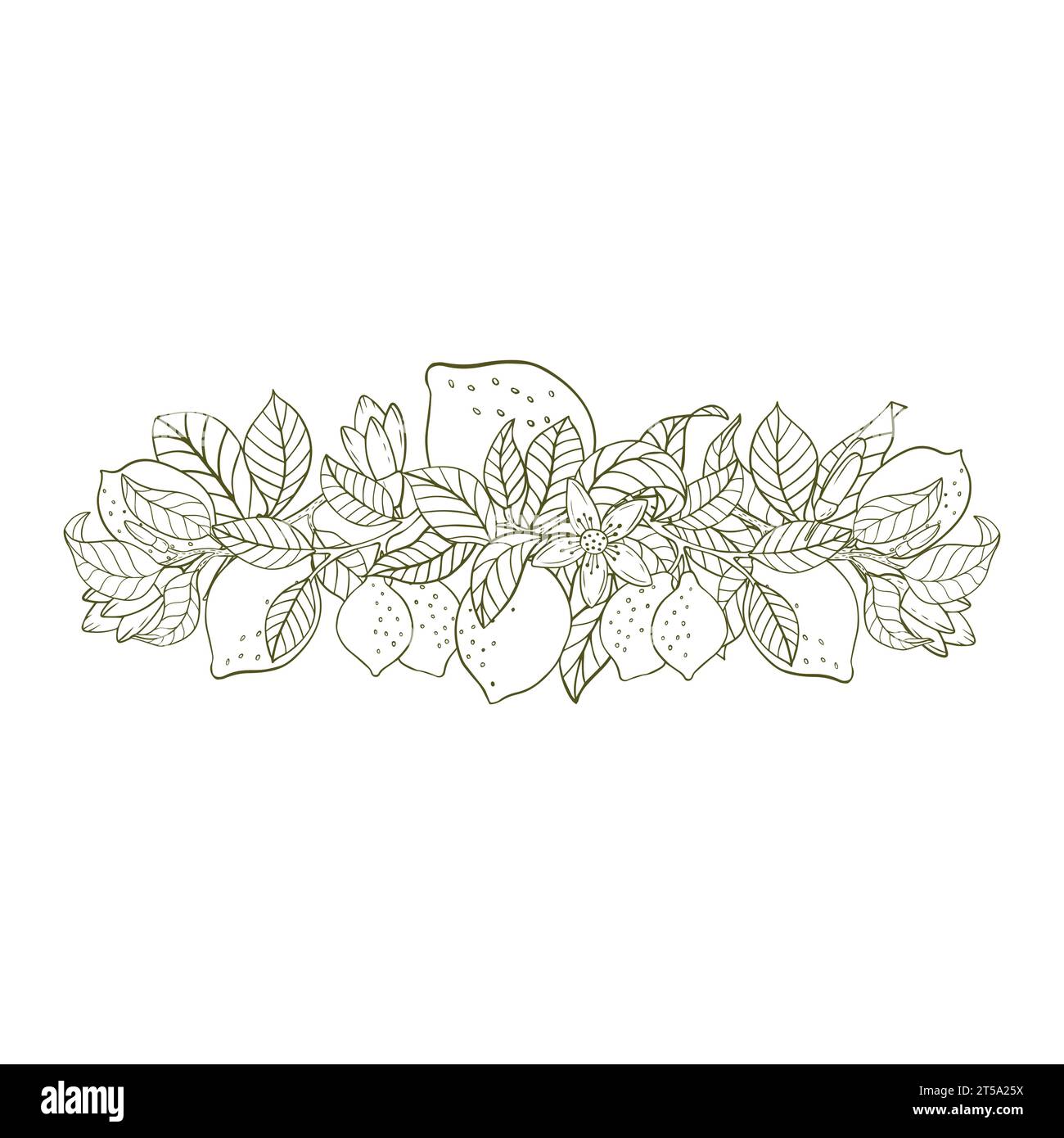A composition of lemon twigs and lemons. A composition of citrus fruits ...