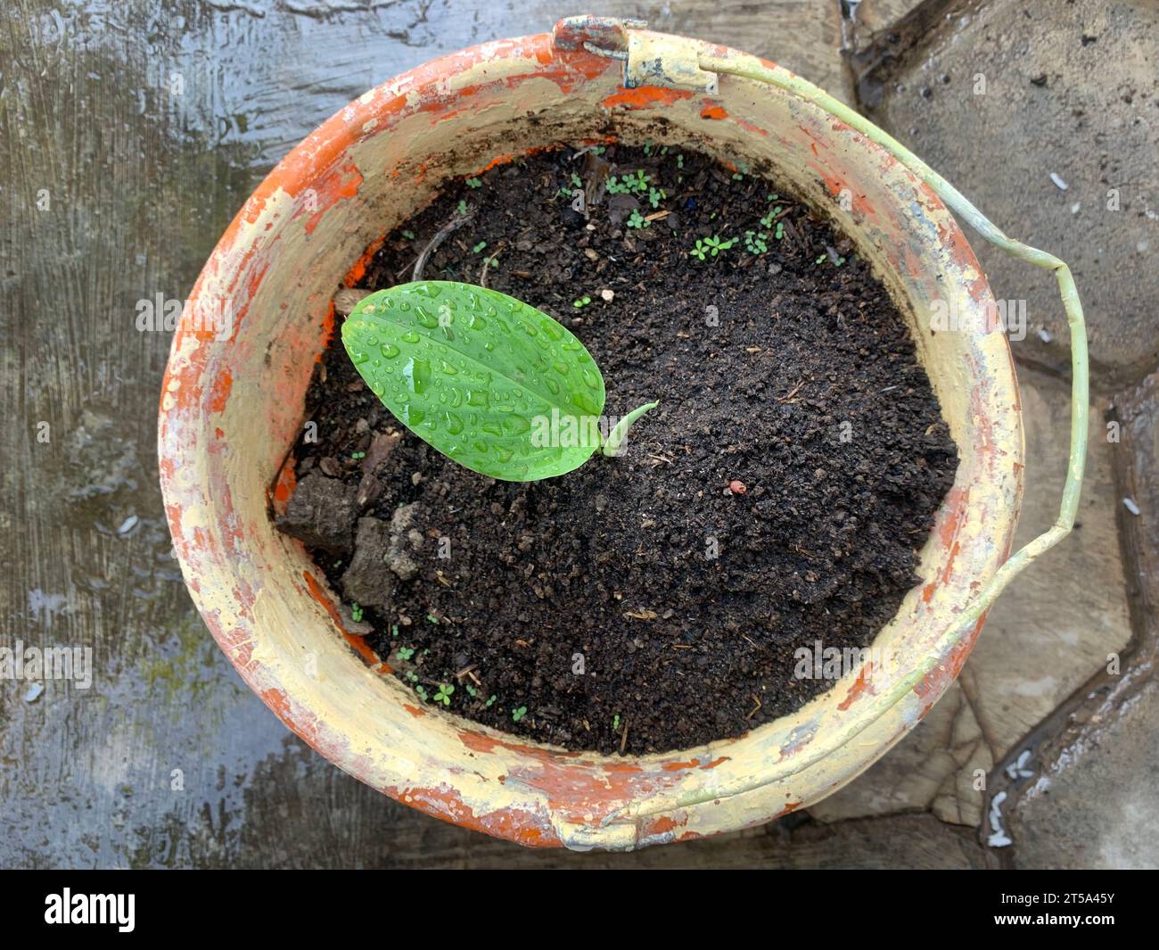 The key spice plant or finger root is starting to grow with strong ...