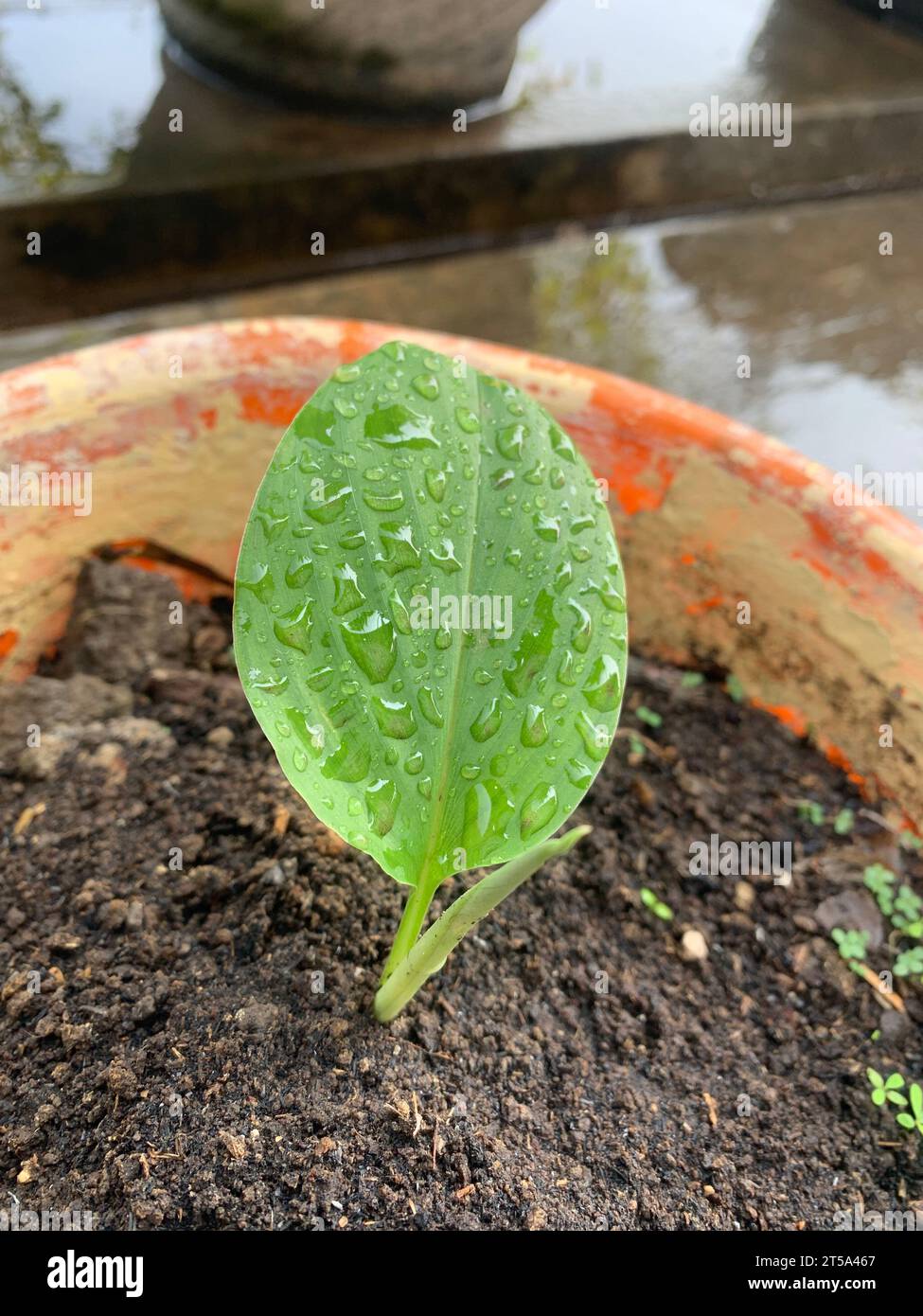 Strong leaves hi-res stock photography and images - Alamy