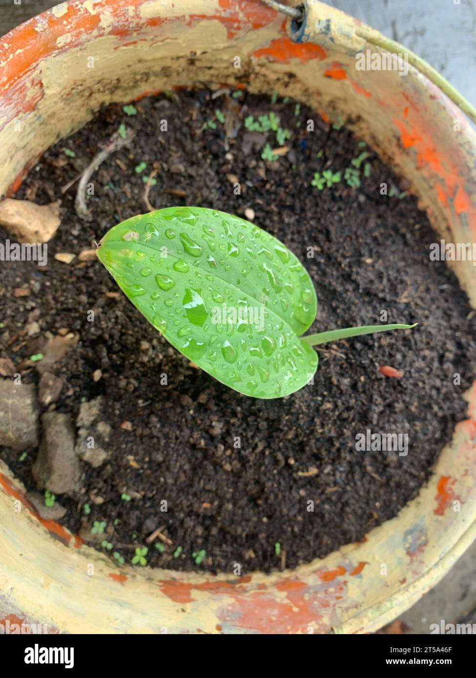 The key spice plant or finger root is starting to grow with strong ...