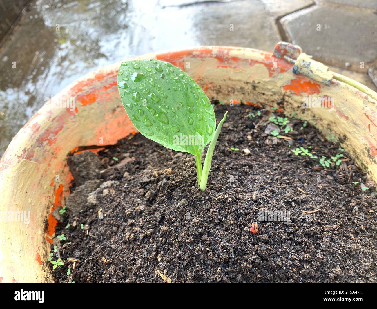 The key spice plant or finger root is starting to grow with strong ...