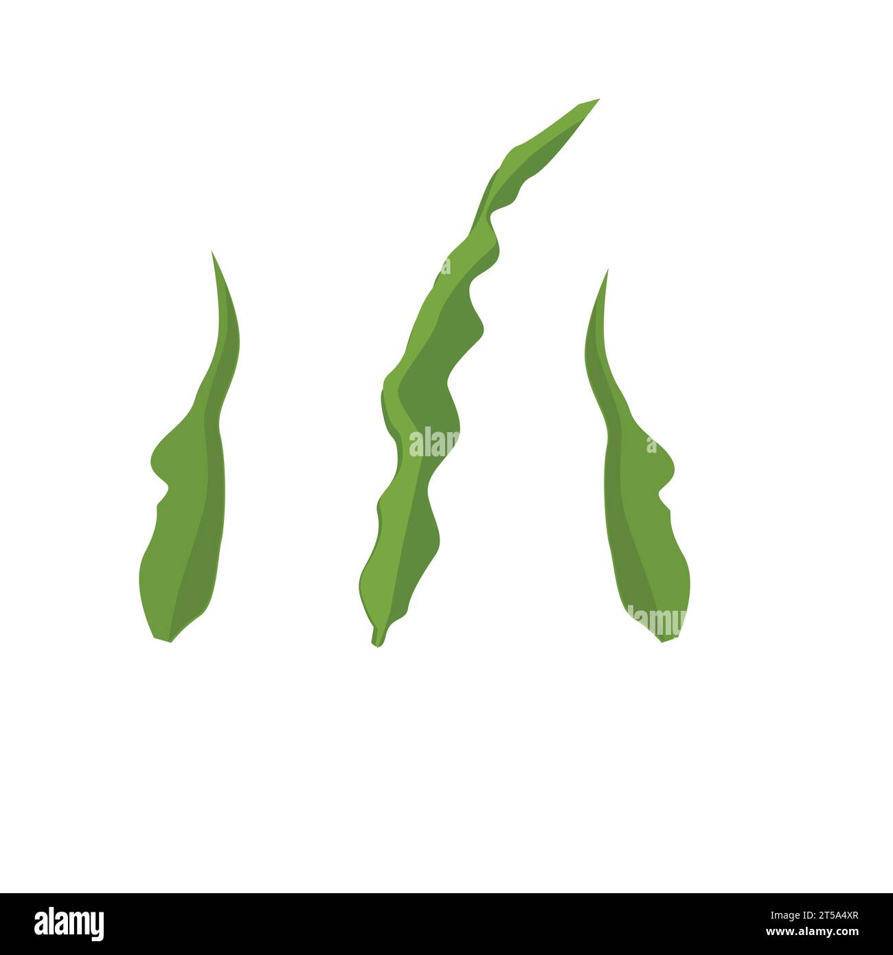 Abstract Seaweed Shape Aesthetic Element Vector Illustration Stock ...
