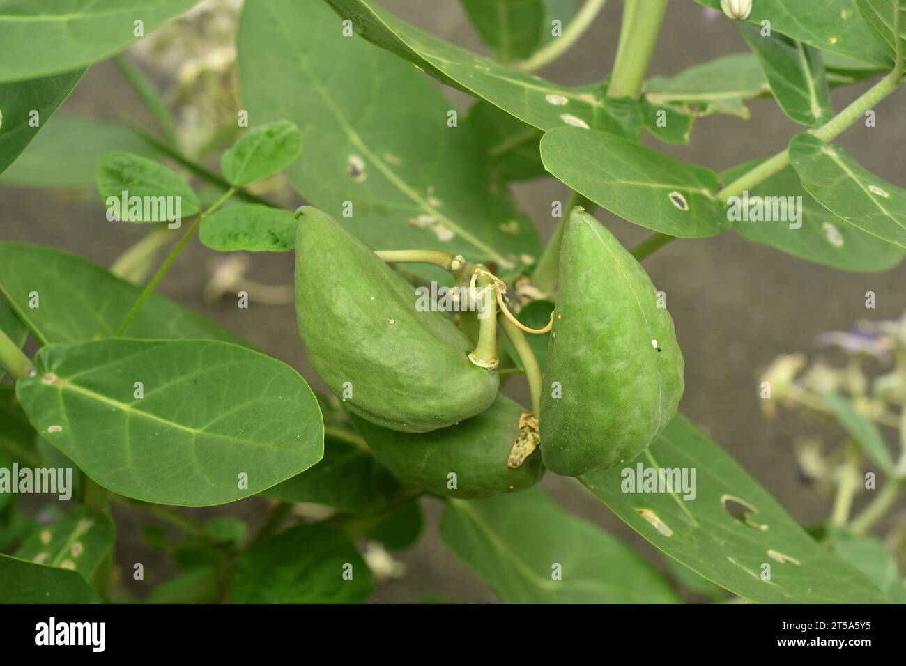 Giant crown flower seed pod Stock Photo - Alamy