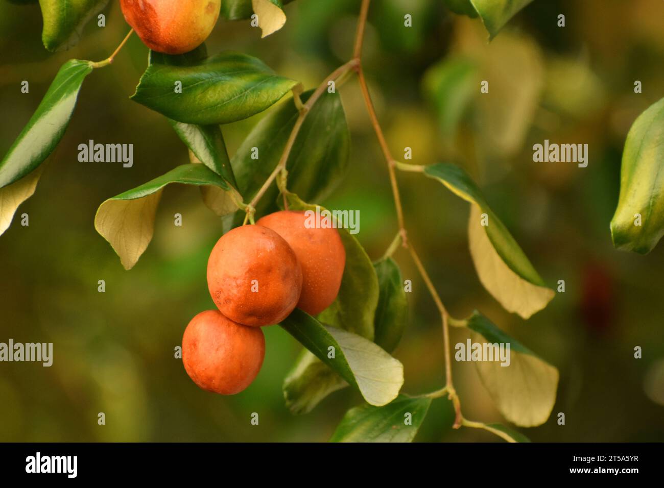 Apple fruit identification hi-res stock photography and images - Alamy