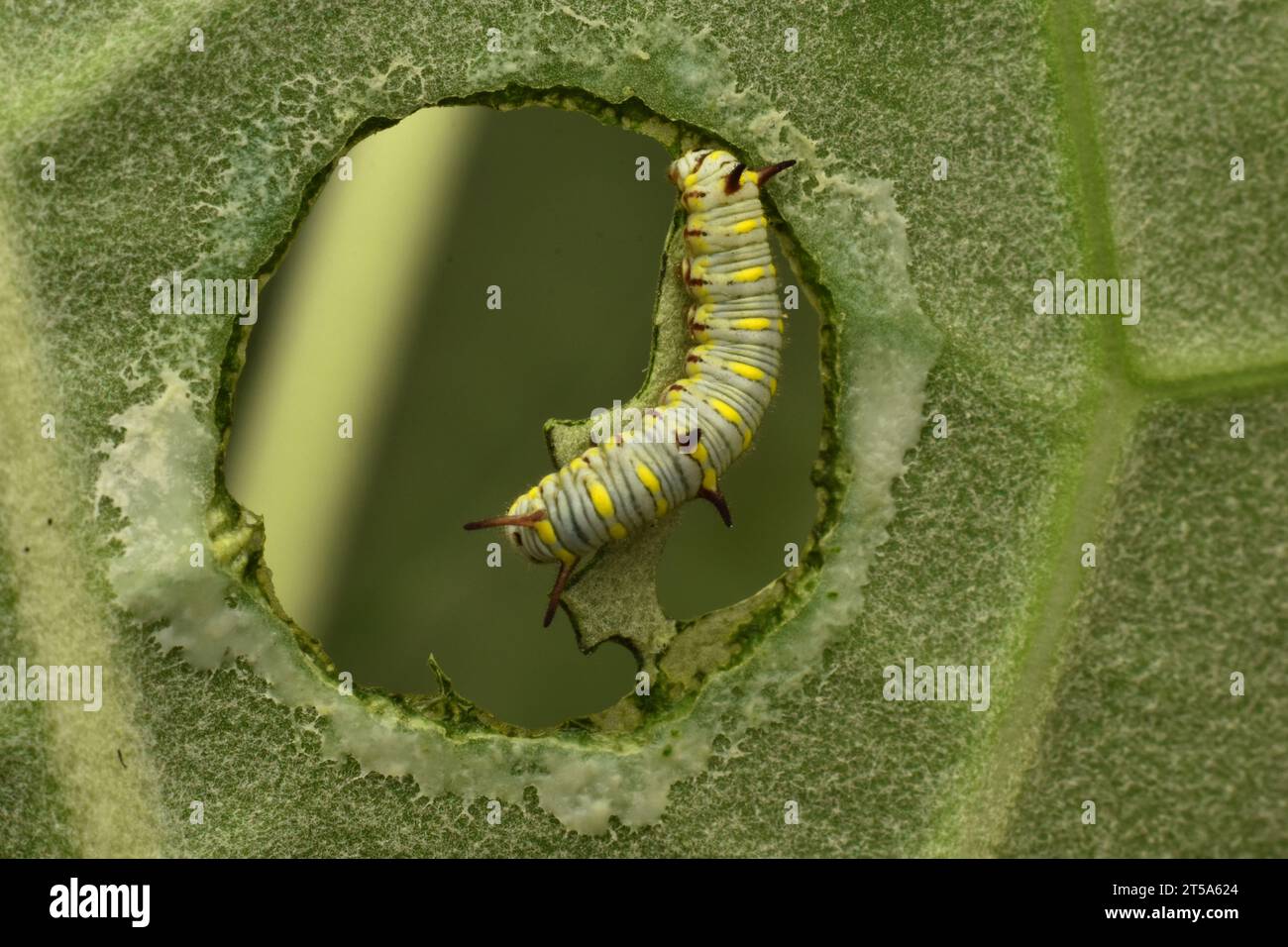 Larva of African monarch butterfly feeding on a hole of giant ...