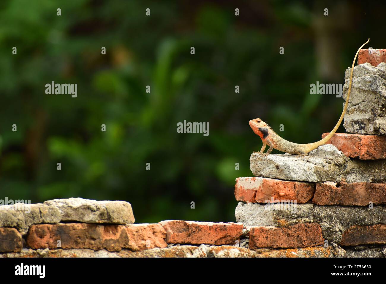 Animal brick crawling hi-res stock photography and images - Alamy