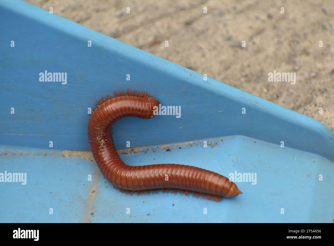 Diagram Of Millipede Round Type
