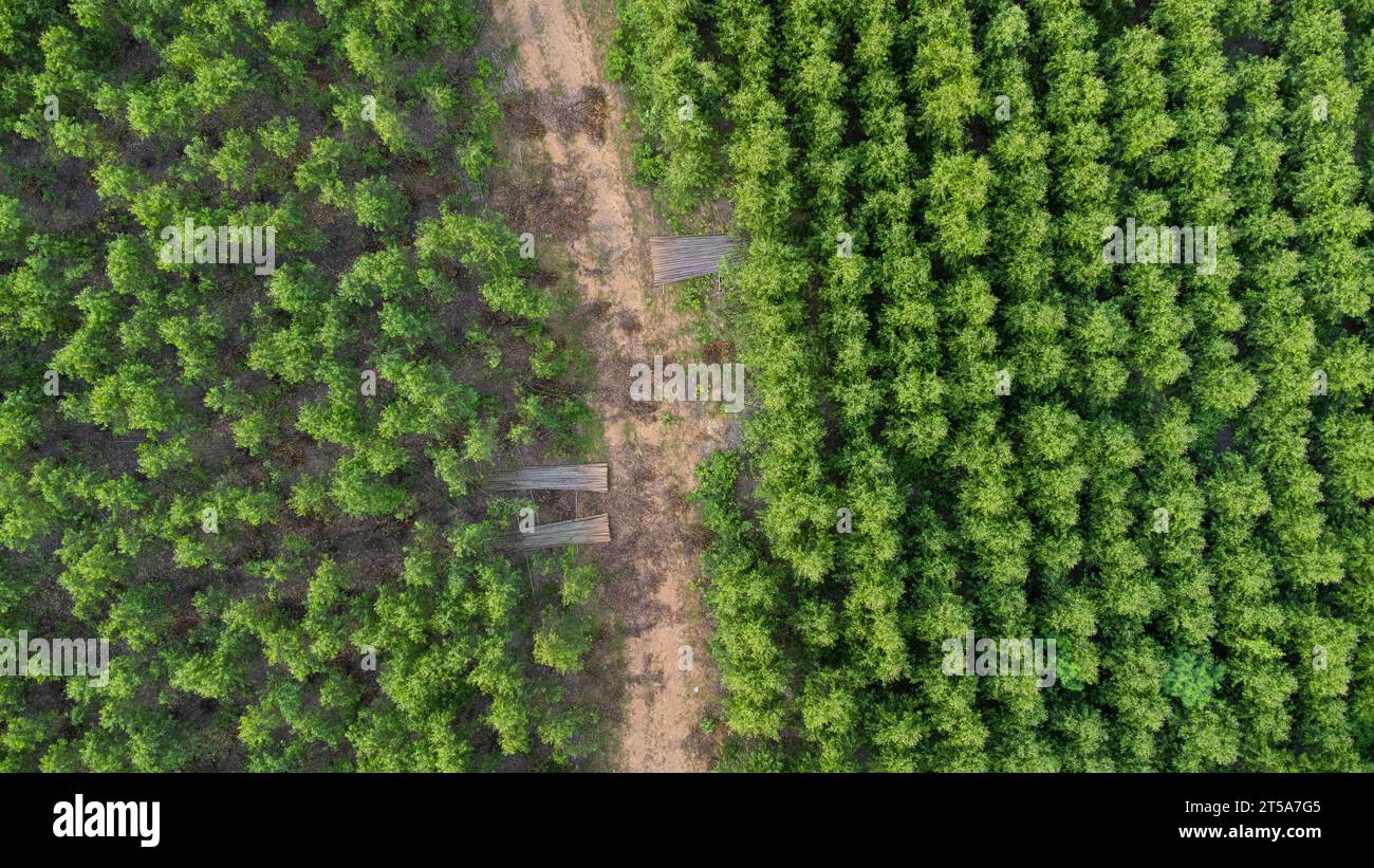Aerial view of eucalyptus plantation in Thailand. Top view of ...