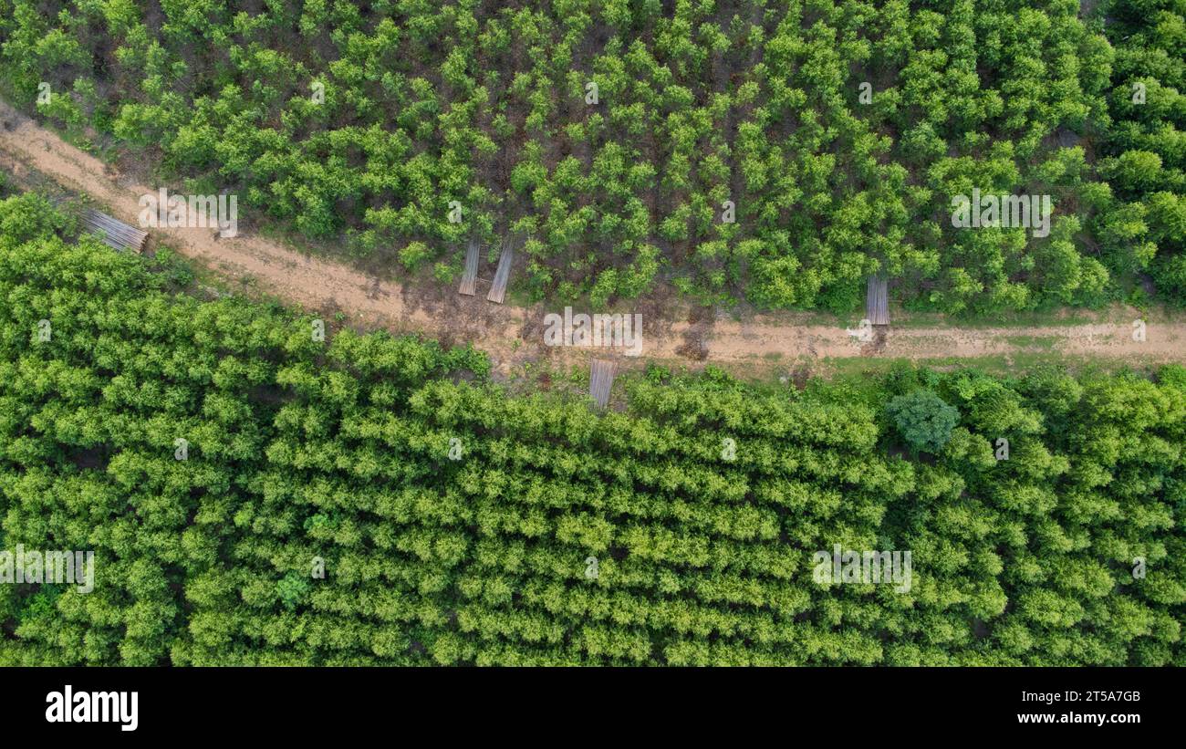 Aerial view of eucalyptus plantation in Thailand. Top view of ...