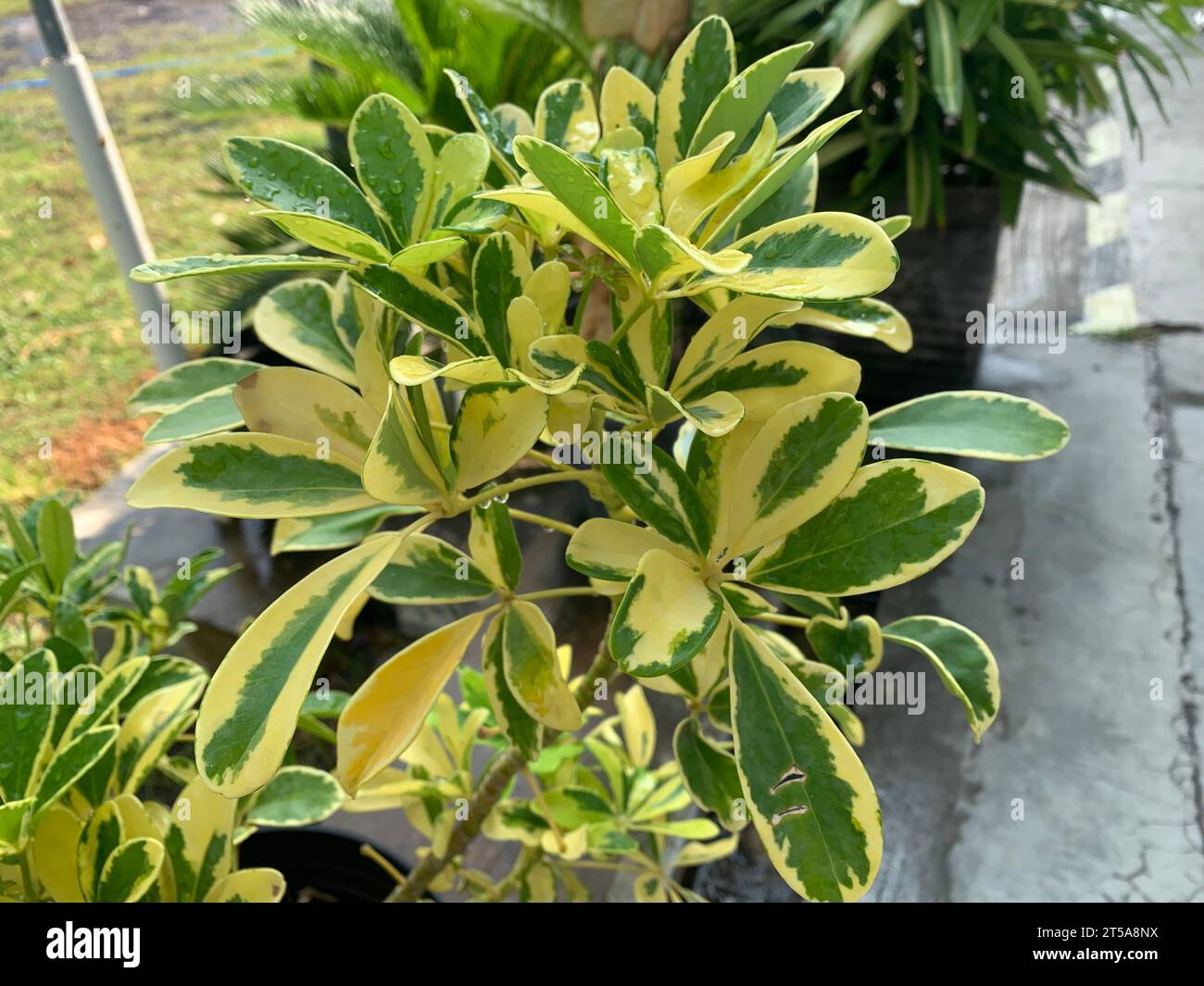 Beautiful walisongo ornamental plant with water spots Stock Photo - Alamy