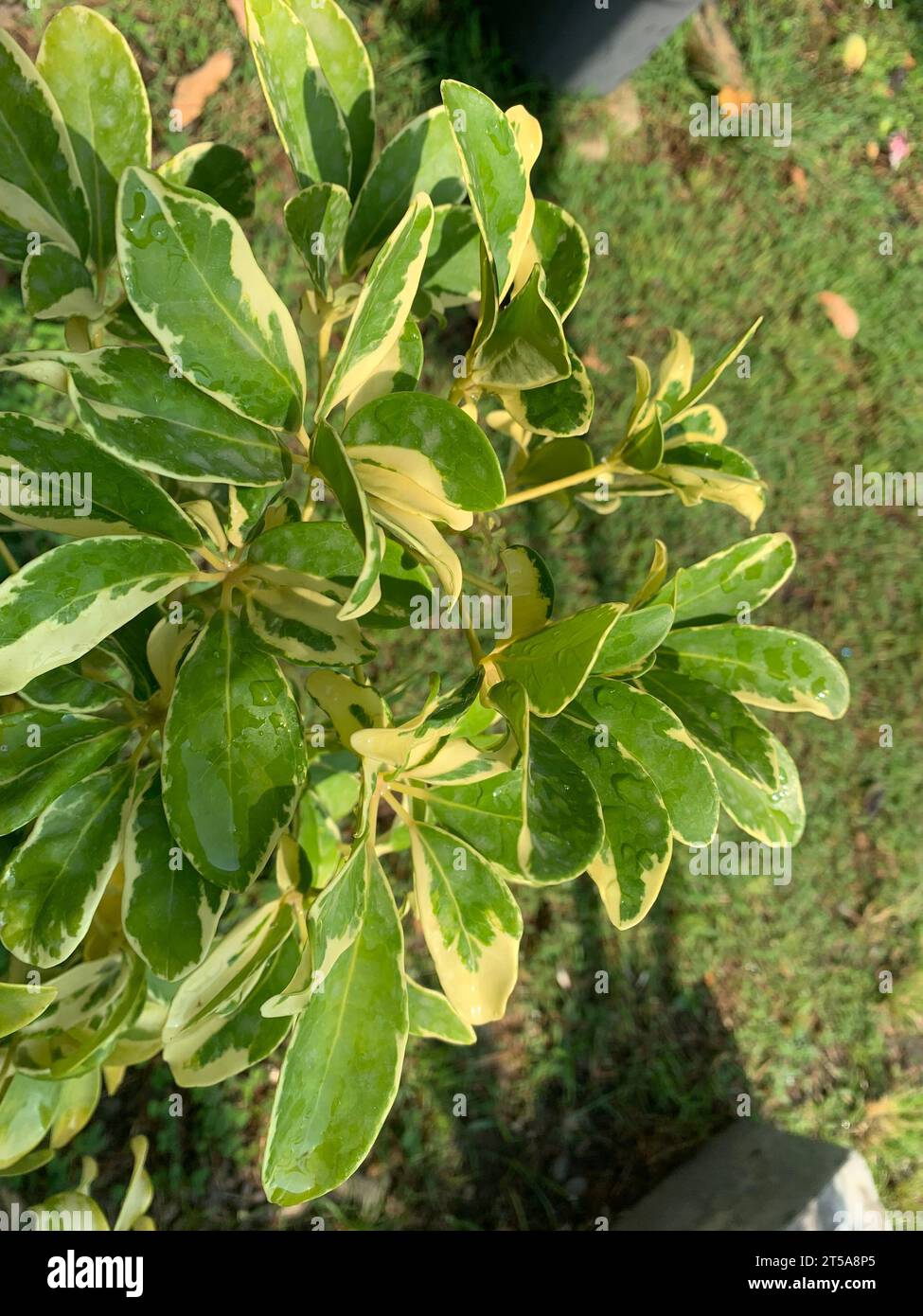 Beautiful walisongo ornamental plant with water spots Stock Photo - Alamy