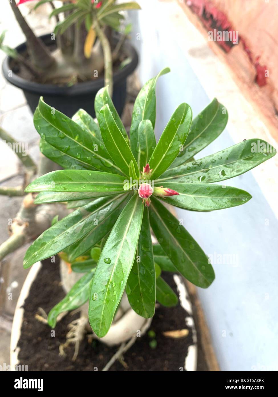 Cambodian adenium plant Stock Photo - Alamy