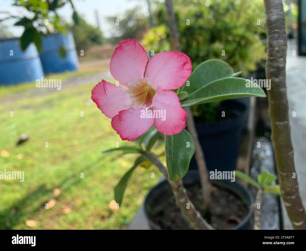 Cambodian adenium plant Stock Photo - Alamy