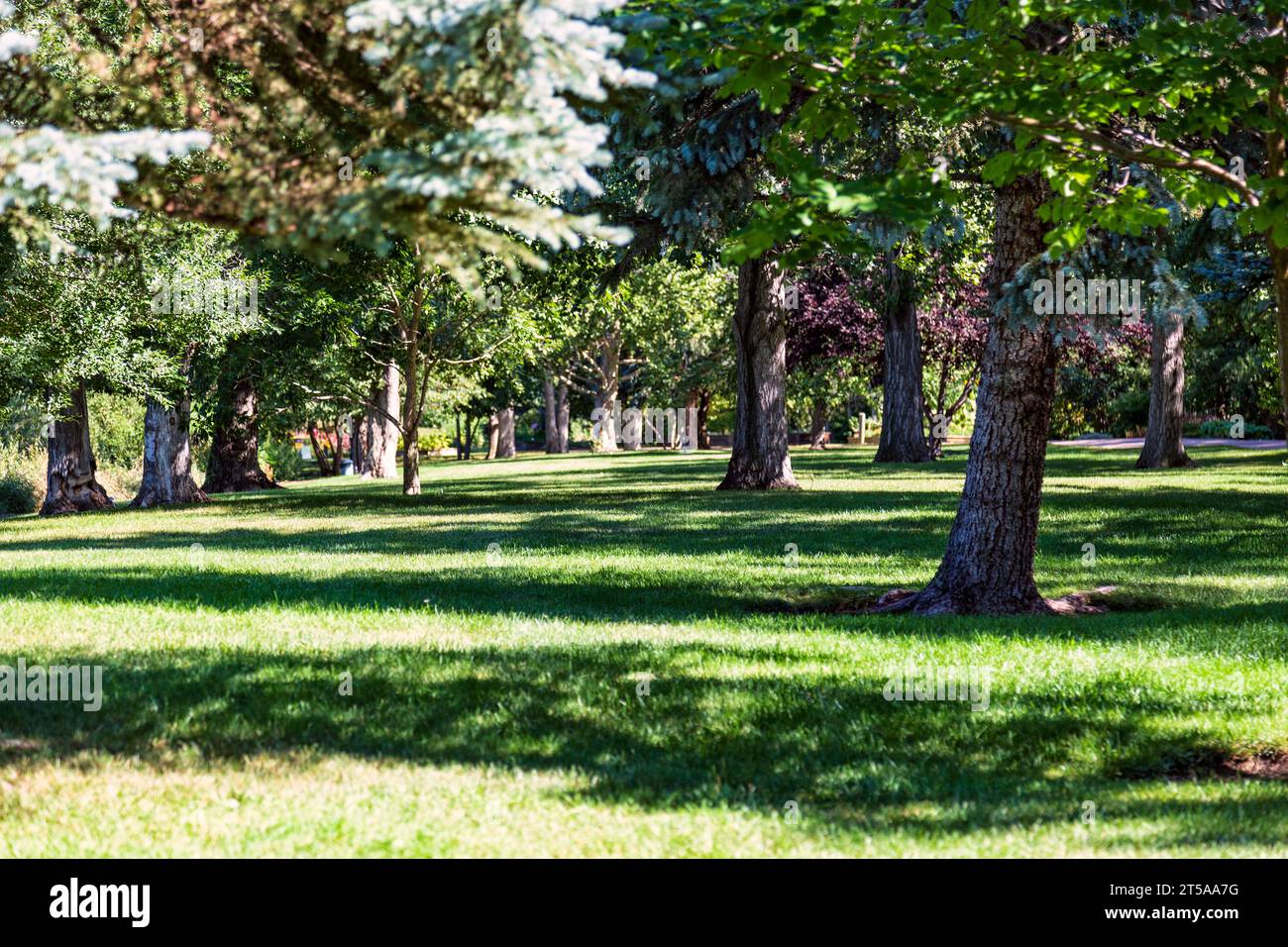 Grassed area surrounded by trees Stock Photo - Alamy