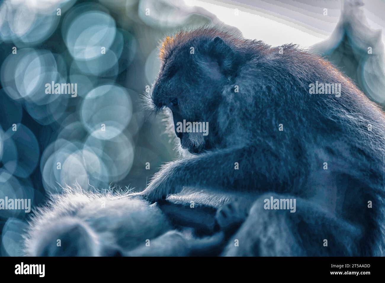 Balinese long-tailed macaque monkey cleaning its young Stock Photo - Alamy