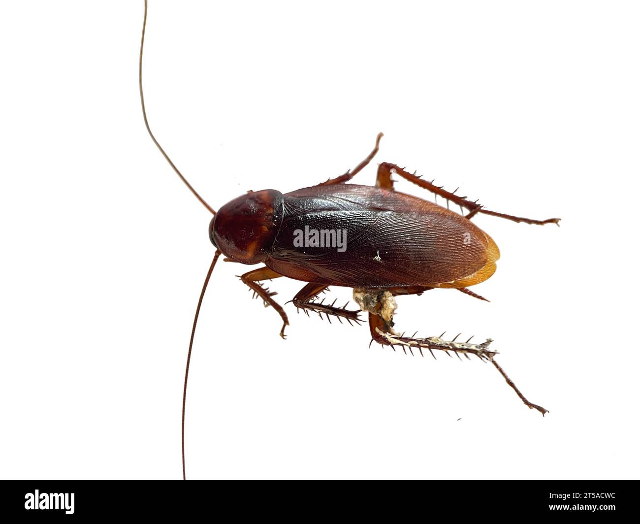 Macro of dead cockroach isolated on white background. Closeup image ...