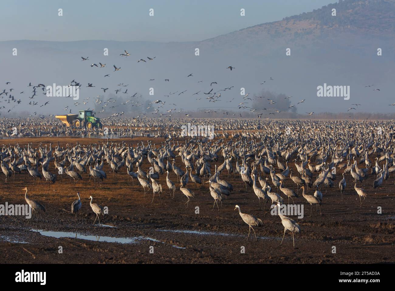 Migrating cranes at the Hula Lake ornithology and nature park in ...
