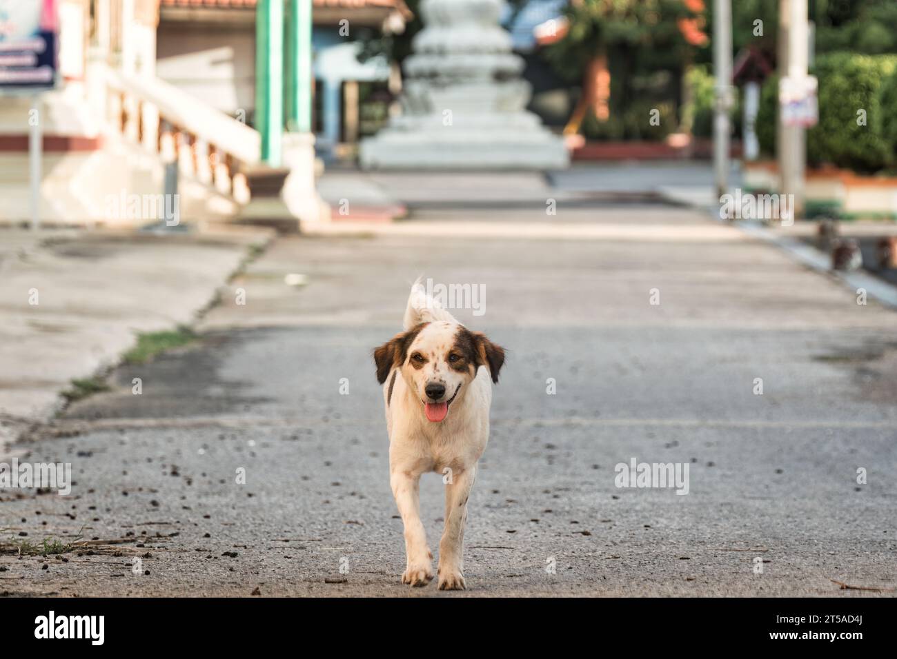 Dog outside temple hi-res stock photography and images - Alamy