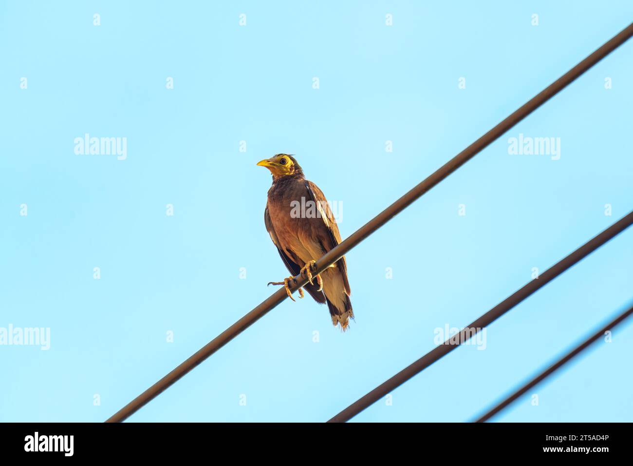 Old and sick Common myna or Indian myna bird perced on cable in ...