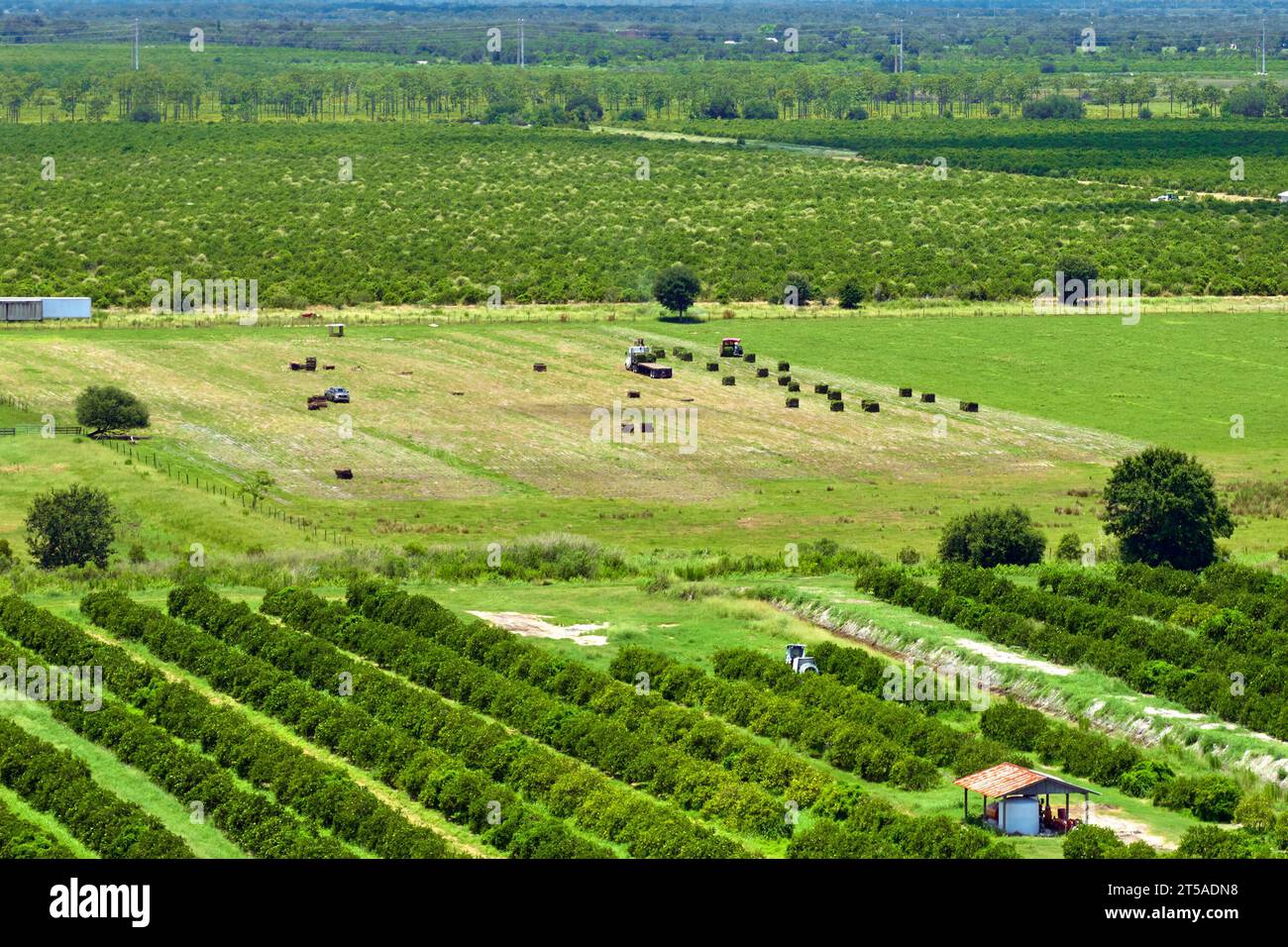 Citrus grove farmlands with rows of orange trees growing in rural ...