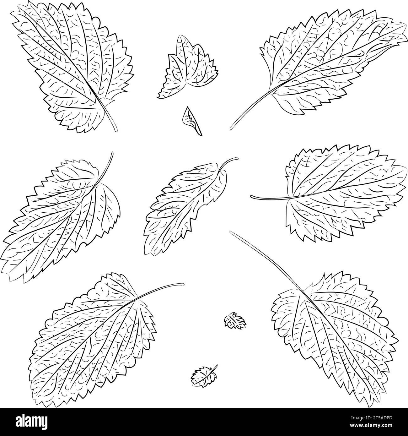 Line art illustration of fresh mint leaves. Vector illustration of ...