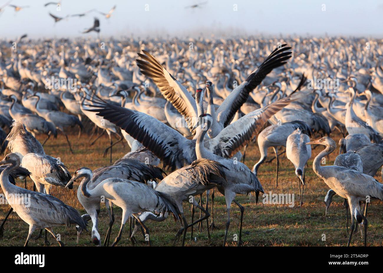 Feeding of the cranes at sunrise in the national Park Agamon of Hula in ...