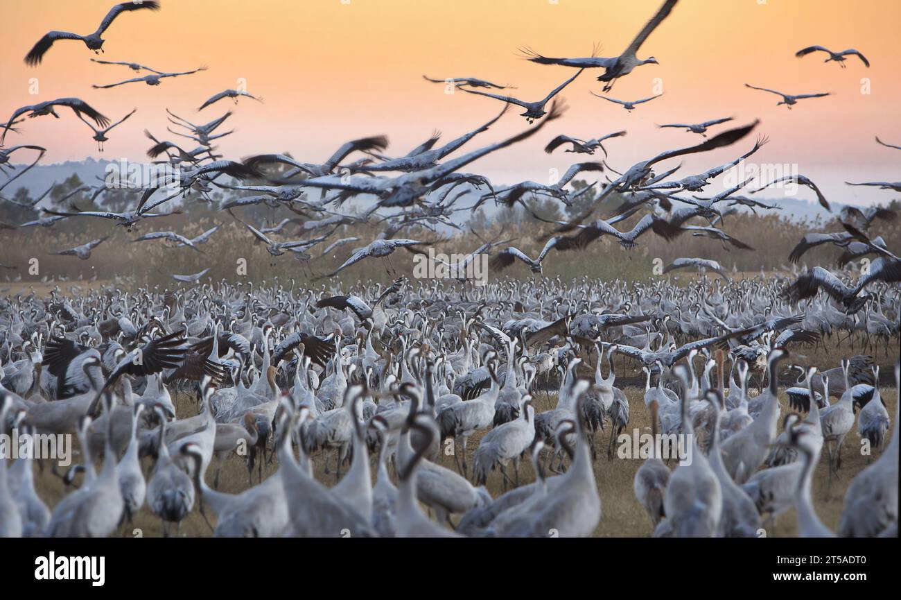 A flock of migrating cranes is seen at the Hula Lake ornithology and ...