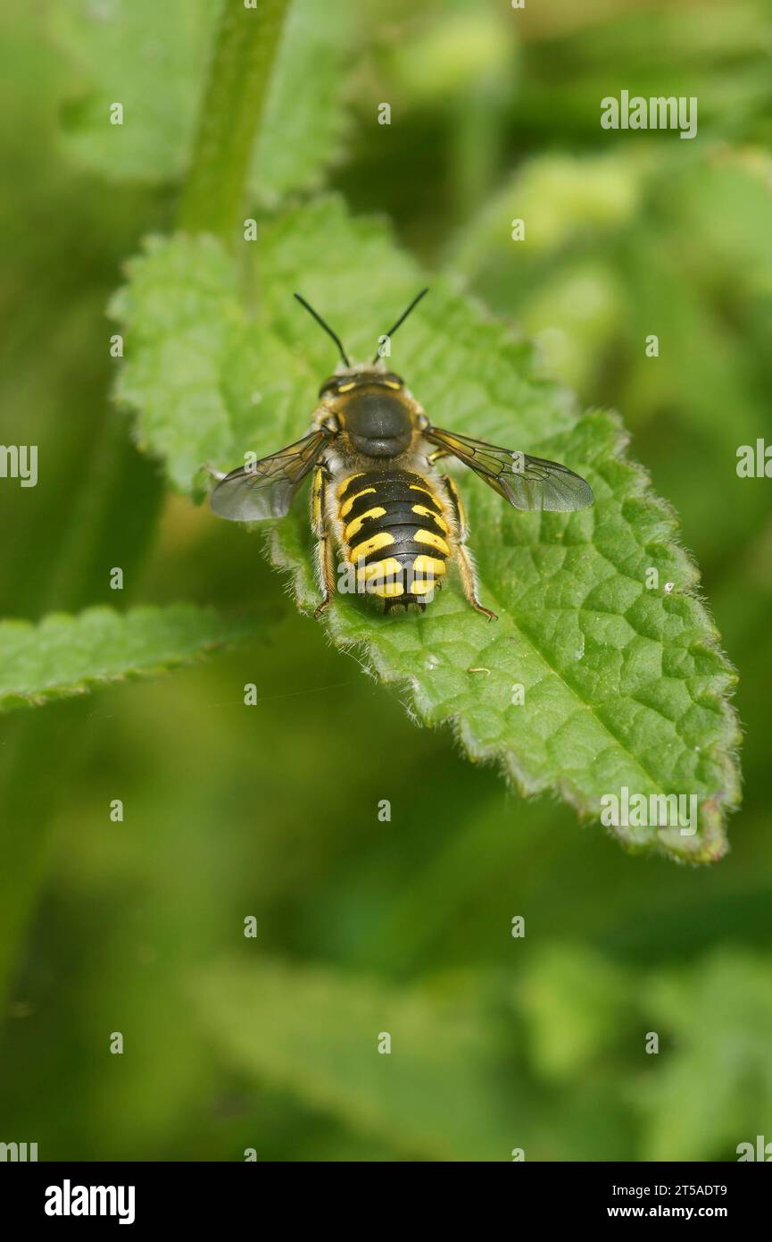 Natural dorsal view on a male wasp mimicking European, large, wool ...