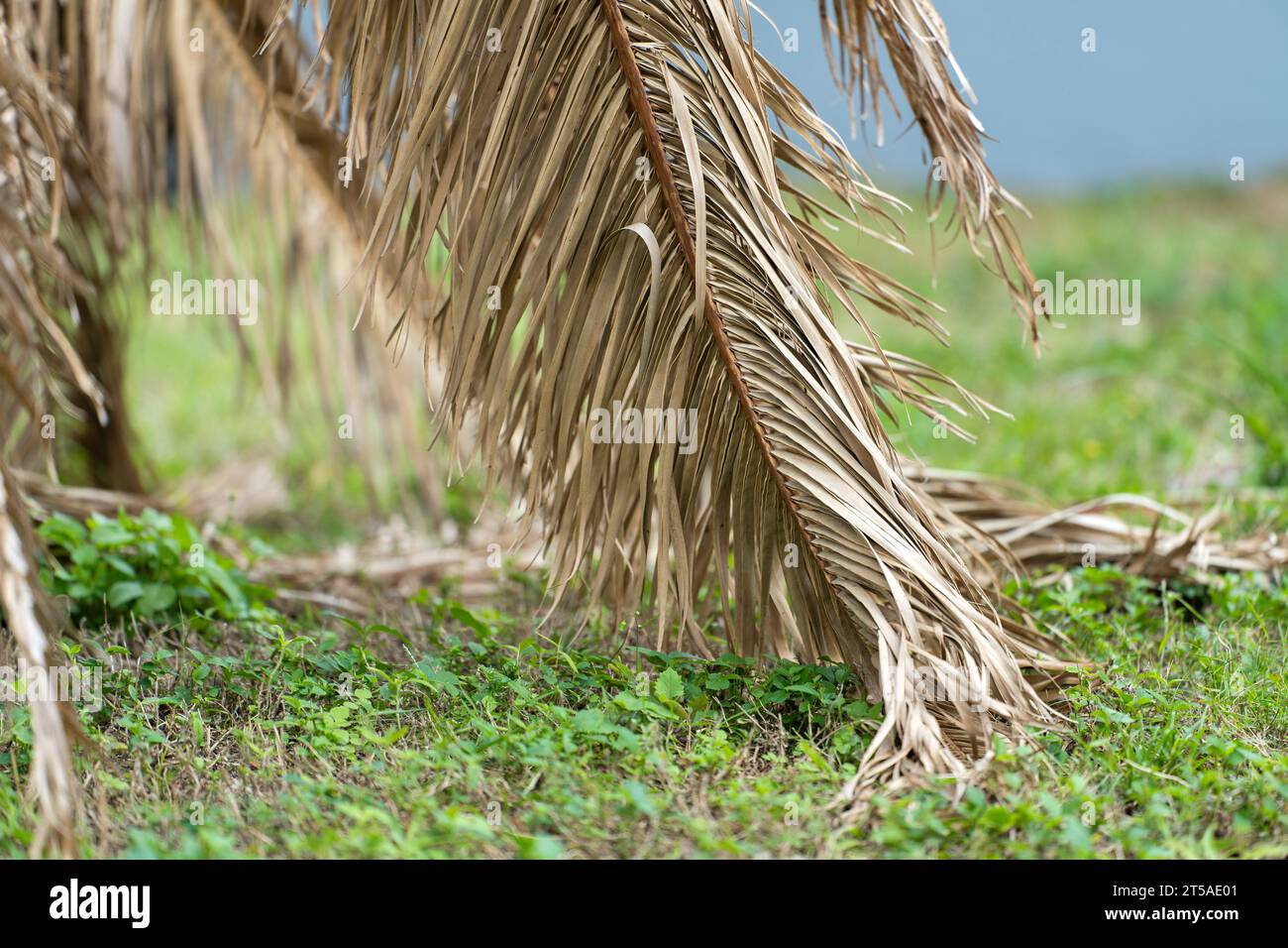 Dry dead palm tree on Florida home backyard Stock Photo - Alamy